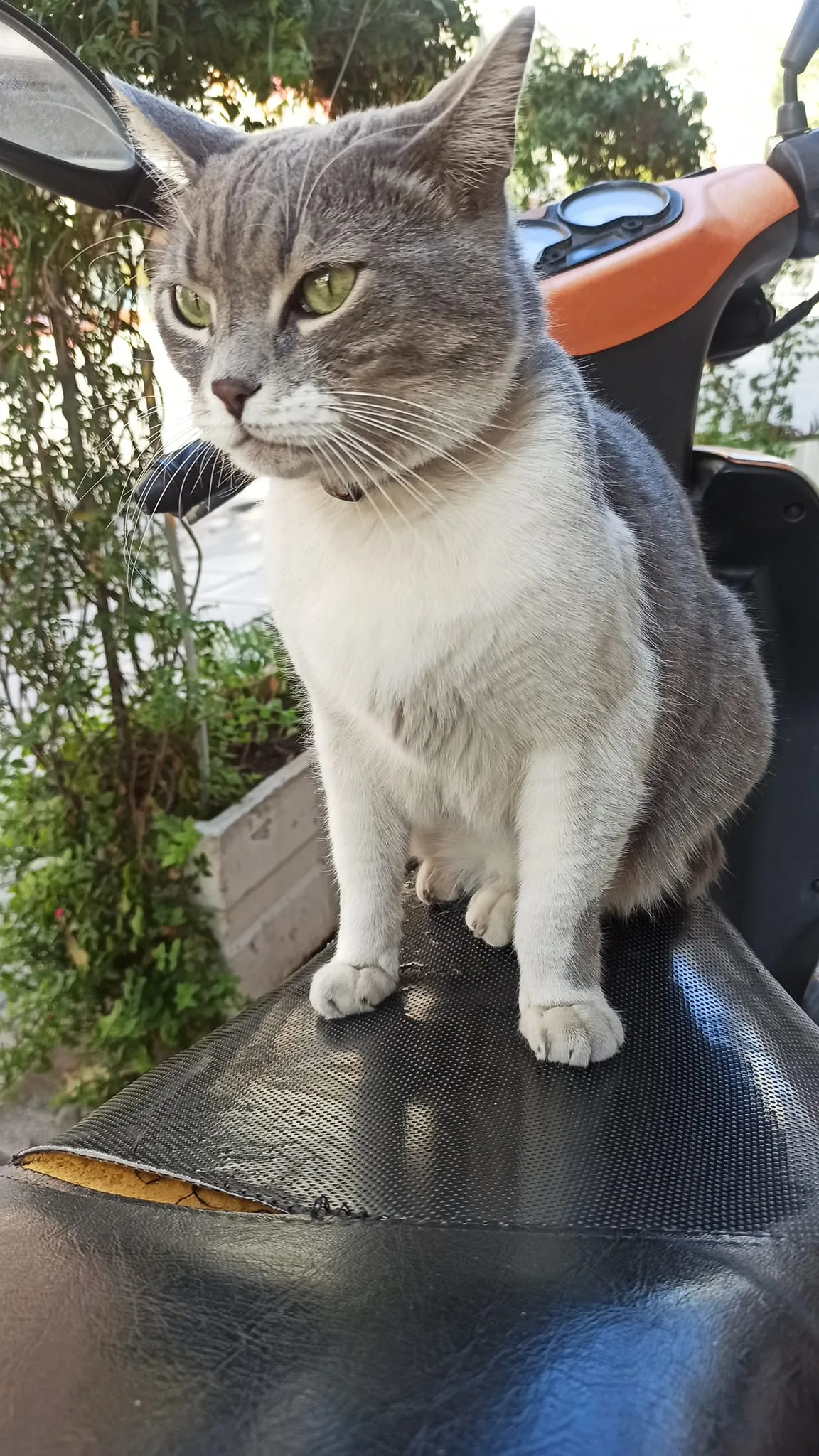 curious kitty cat (neutered) - Free 3D Print Model - MakerWorld