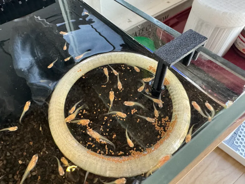 Fish Tank Floating Feeder and Holder by lqz679 - MakerWorld