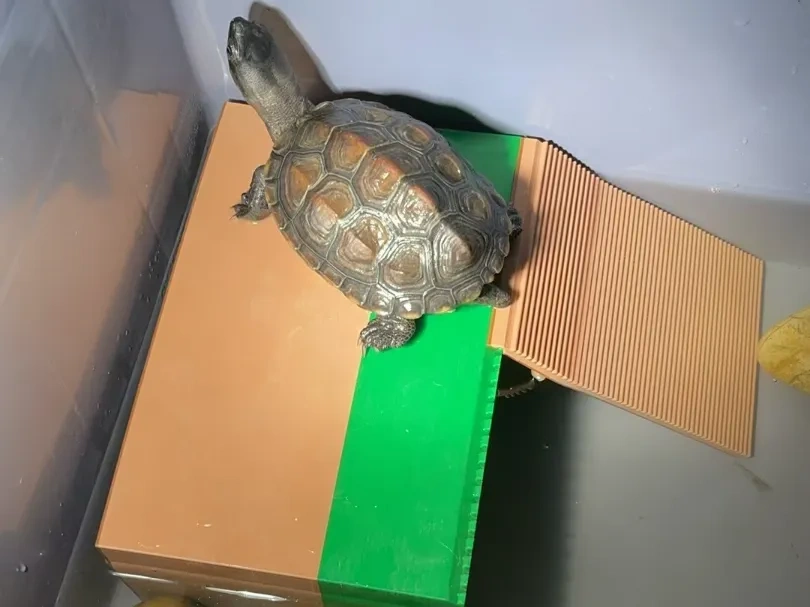 Turtle basking platform, usable with A1 mini by mirkmf110 - MakerWorld