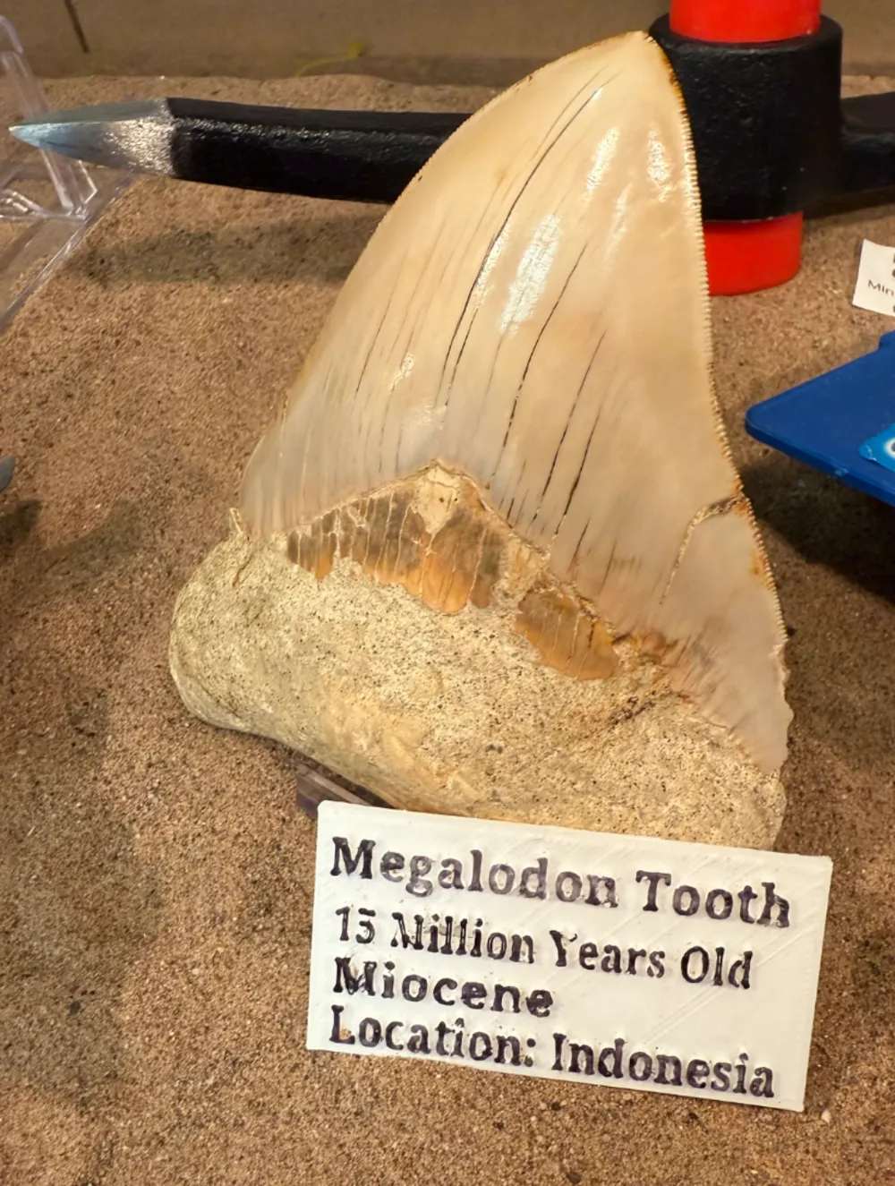 Megalodon Tooth Museum Identification Card by fossilkid - MakerWorld