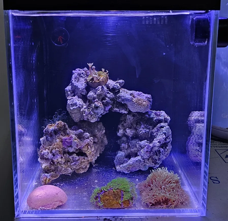 Desktop reef tank, back filter aquarium, nano tank by Alice - MakerWorld