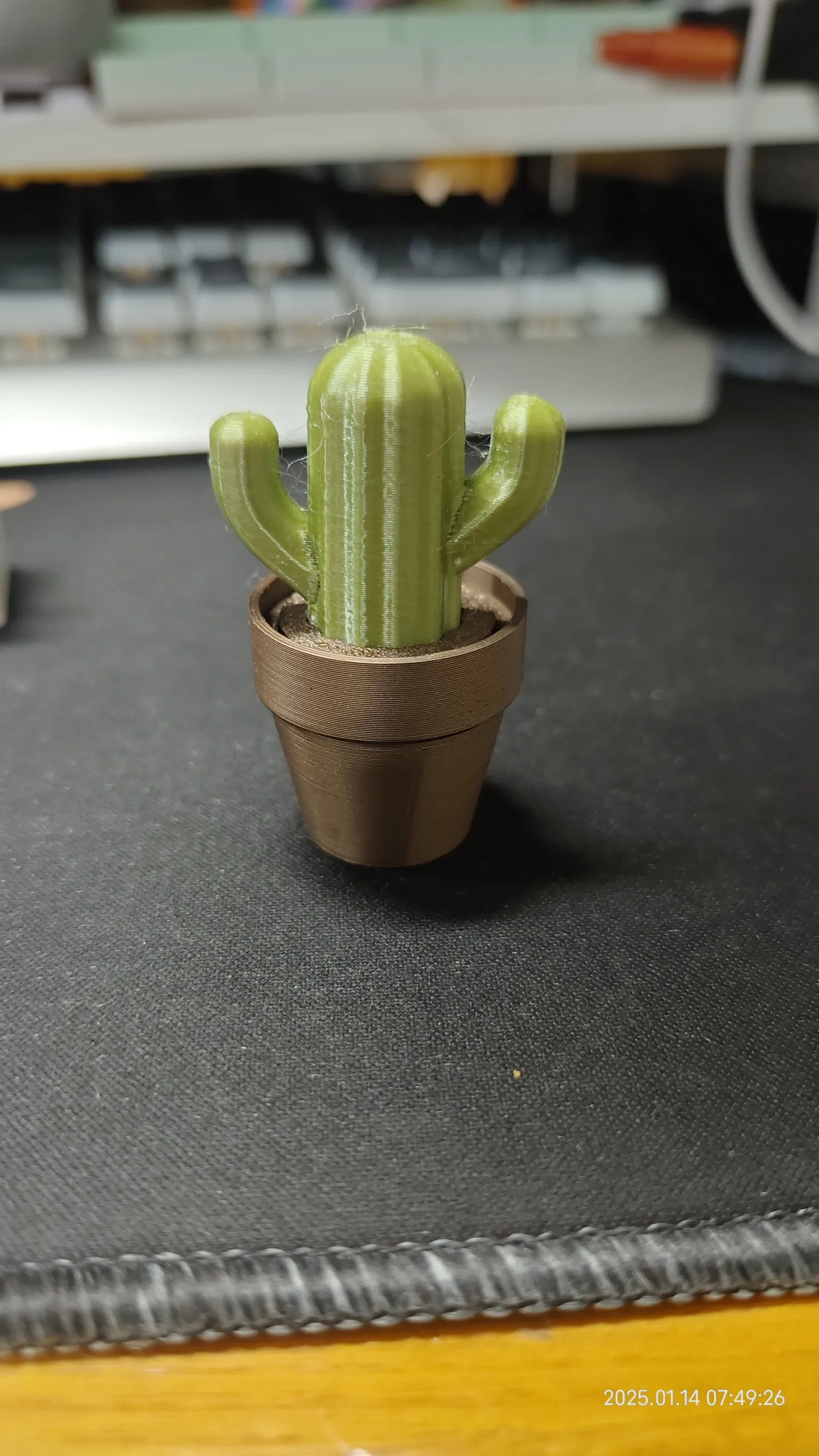 [Lucas Creations] Everlasting Bonsai Series 1 - Succulent Bonsai by ...