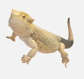 Bearded Dragon by Tashas3D MakerWorld: Download Free 3D Models