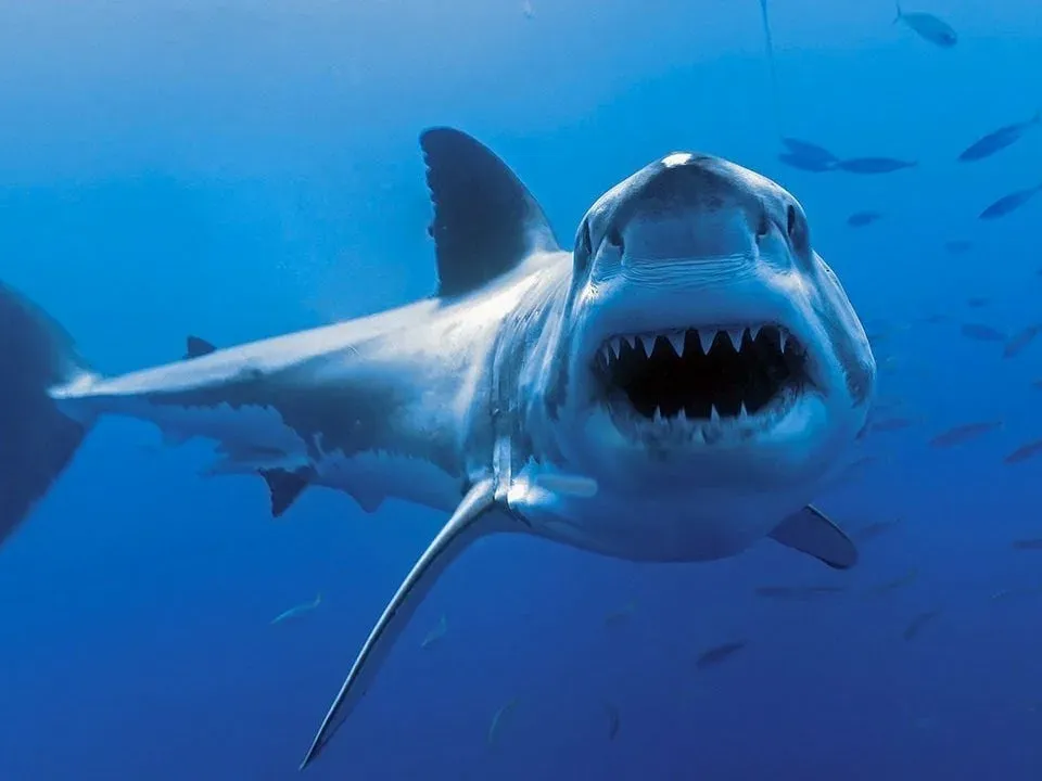 Shark model by User MakerWorld: Download Free 3D Models