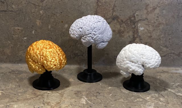 Bobbling Brain by NeoTronX - MakerWorld