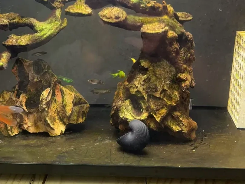 Snail Shell Fish Tank Fish Shrimp Hiding House by user_1404041426 ...