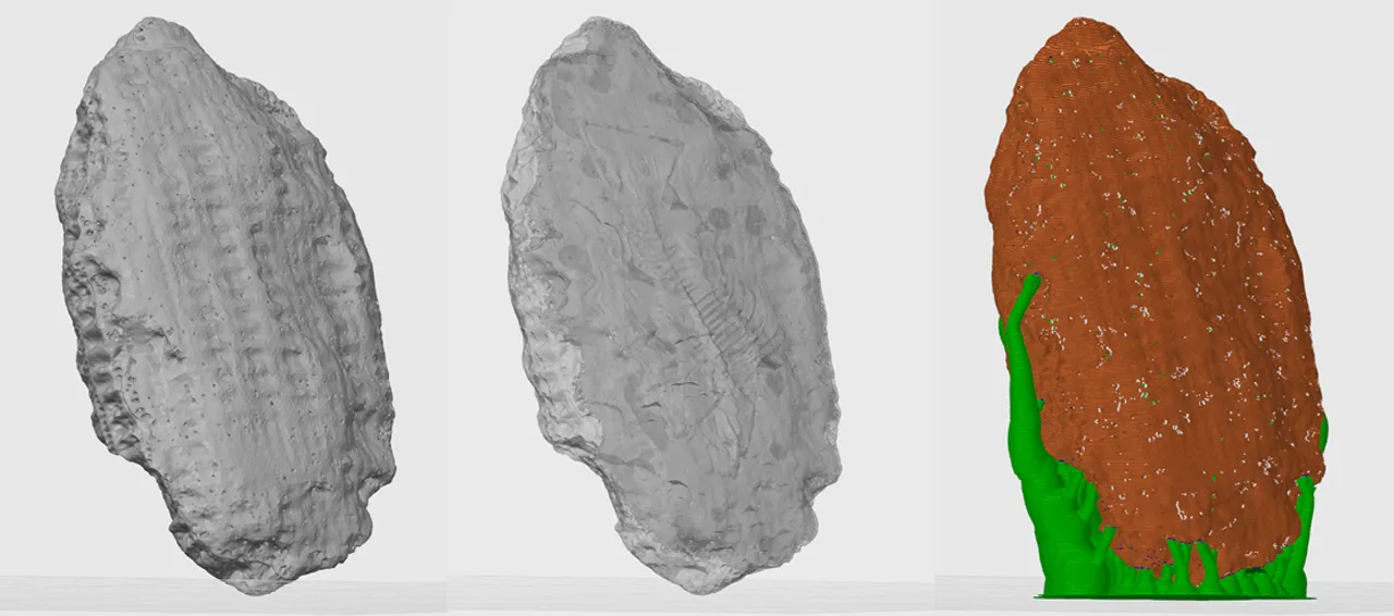 Fossil Excavation by WangRY MakerWorld: Download Free 3D Models