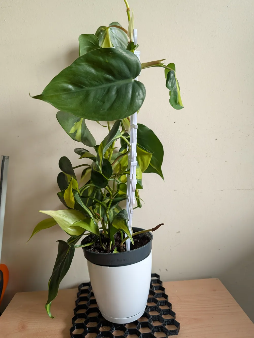 Stackable Trellis - Climbing Plant Support by Dimensional_Whi MakerWorld: Download Free 3D Models