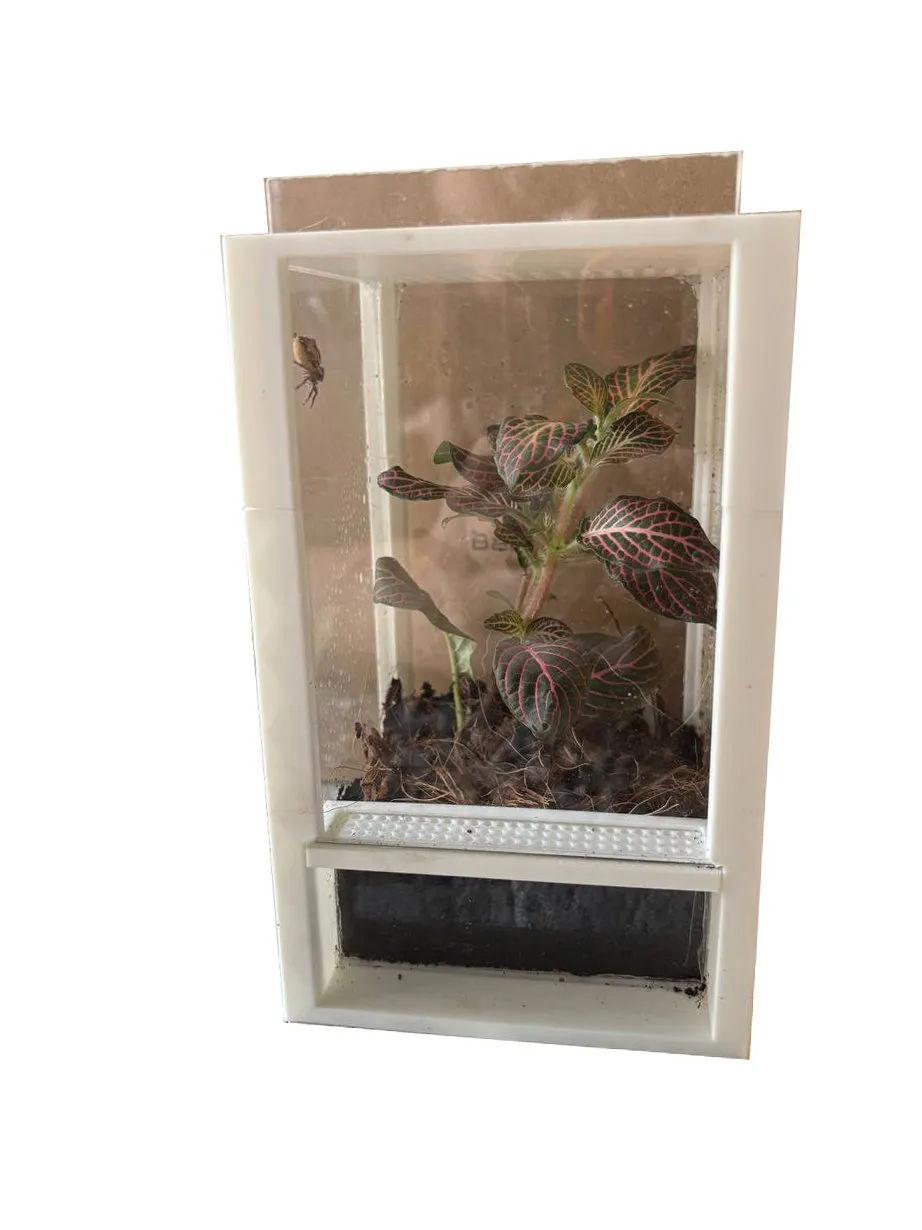 terrarium for jumping spiders 10x10x15mm by VadOsii - MakerWorld