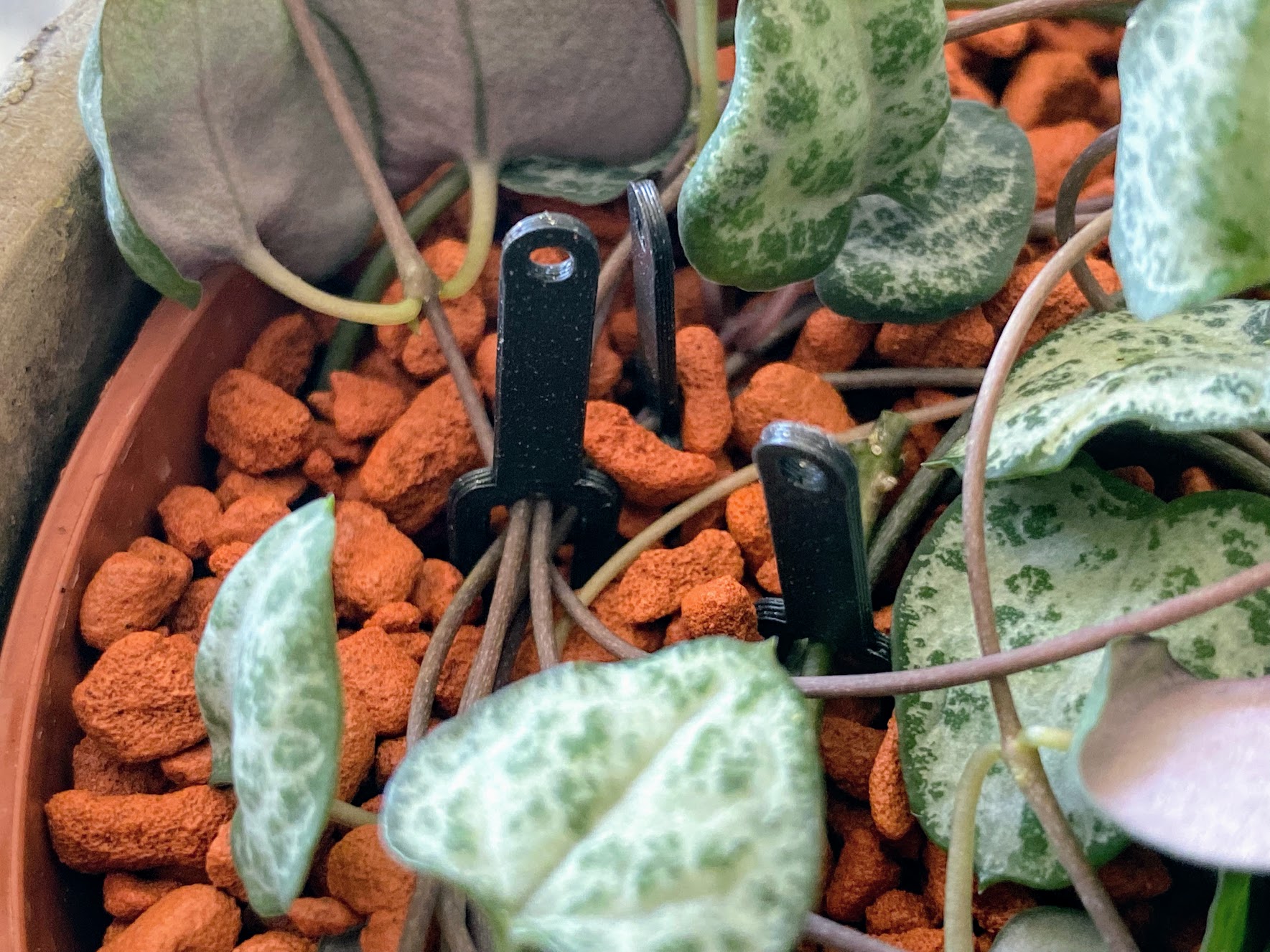 Plant Pin Pro by FROSTYPRINT MakerWorld: Download Free 3D Models