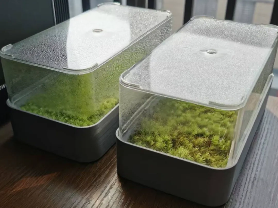 Moss Terrarium by woow MakerWorld: Download Free 3D Models