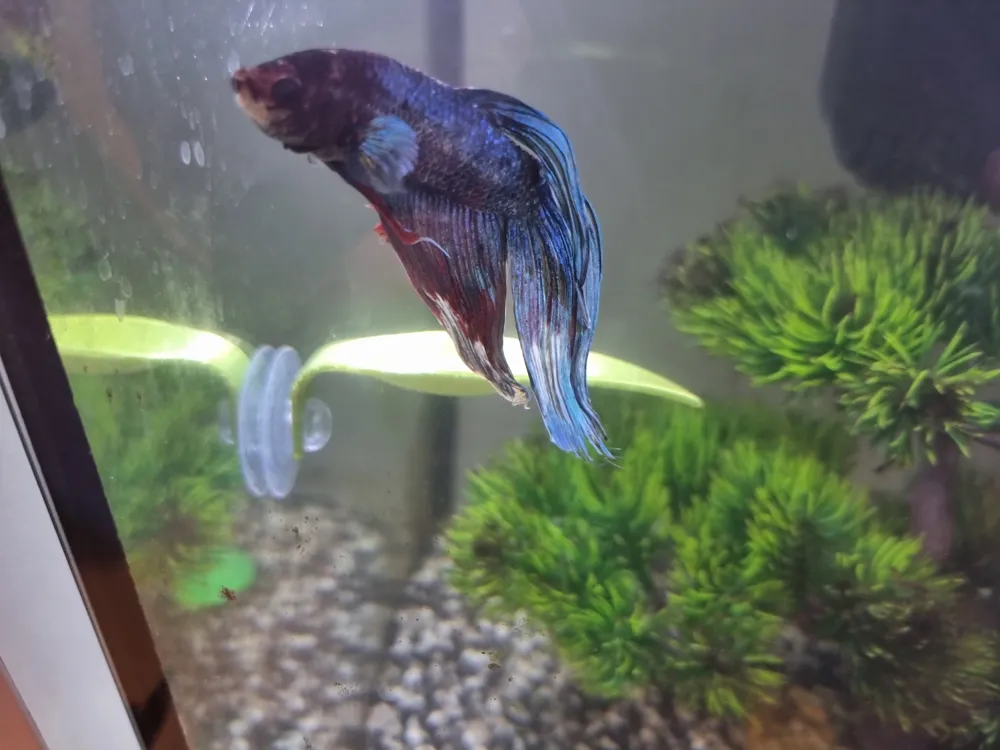 Betta Fish Resting Leaf - Free 3D Print Model - MakerWorld