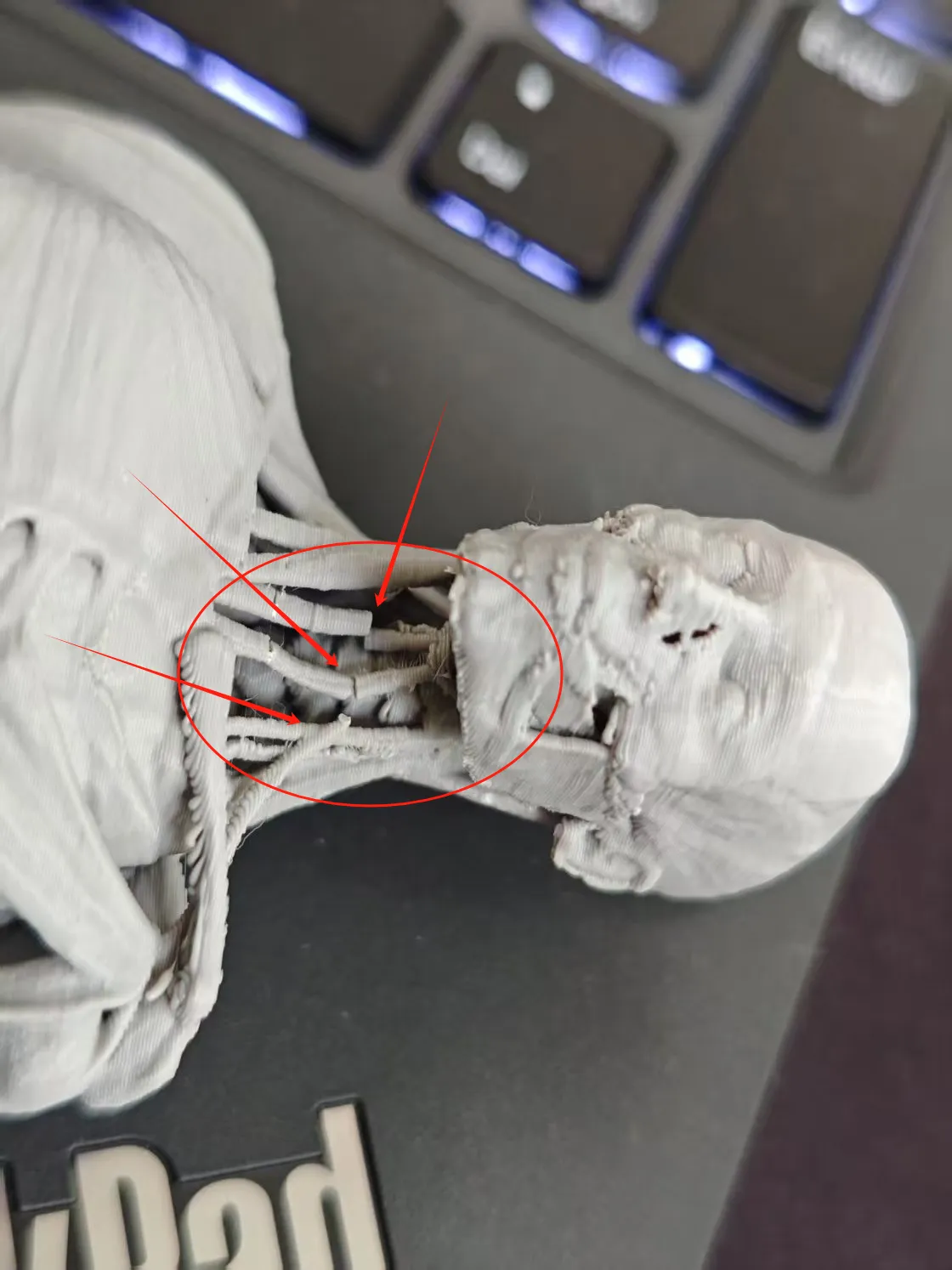 Anatomy Muscle Model - Free 3D Print Model - MakerWorld