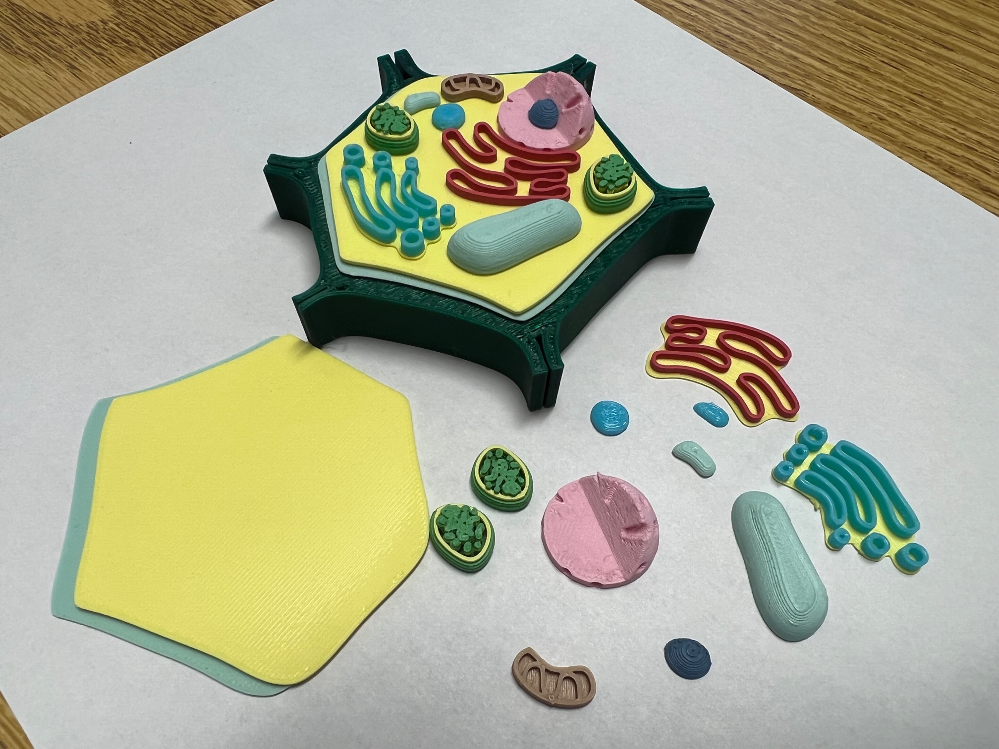Small Plant Cell Model for Biology by Iron_Modeler MakerWorld: Download ...