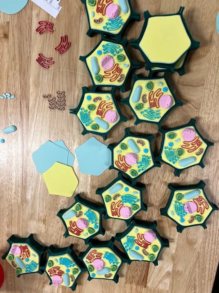 Small Plant Cell Model for Biology by Iron_Modeler MakerWorld: Download ...