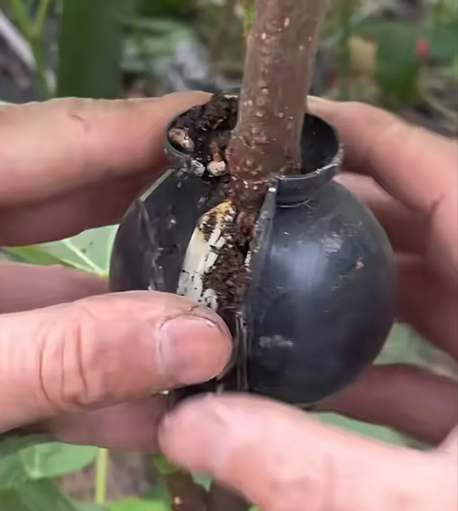 High-Pressure Grafting Kit Rooting Device - Free 3D Print Model ...