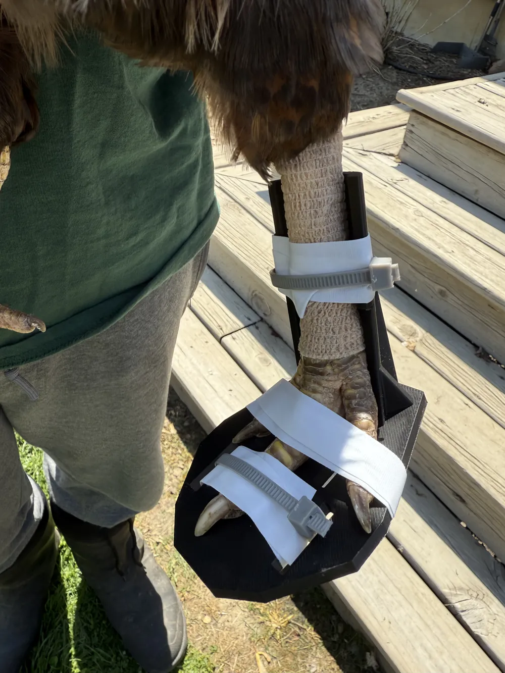 Chicken Foot/Toe Brace by Ladneck MakerWorld: Download Free 3D Models