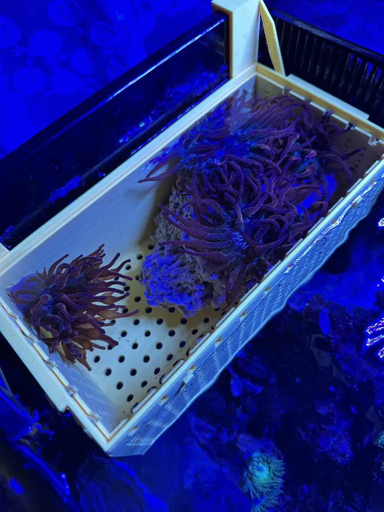 Anemone Box + Coral Viewer Cover by Poseidon MakerWorld: Download Free ...