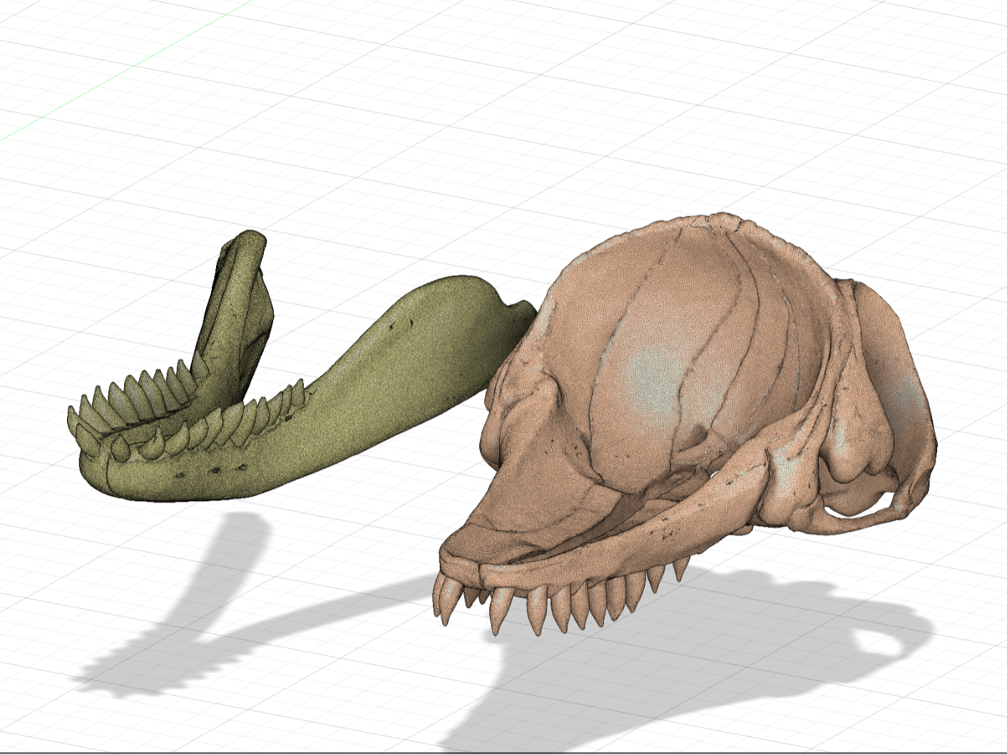 Melville whale (Leviathan) skull model by JOSHUA_112 MakerWorld ...