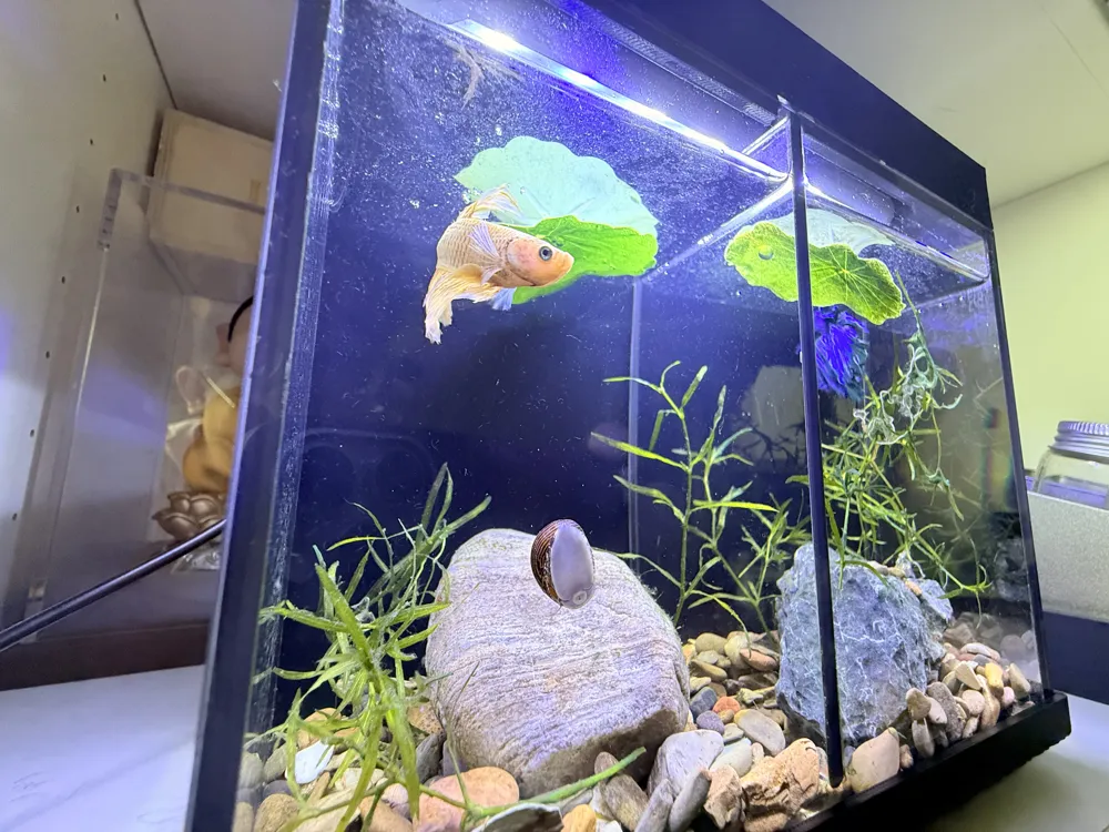 Double-Compartment Betta Fish Tank Base and Lid by user_4134418892 ...