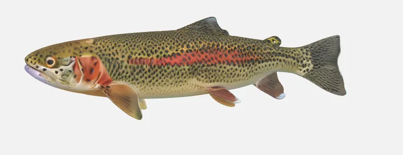 Rainbow trout by Zach The Creator MakerWorld: Download Free 3D Models