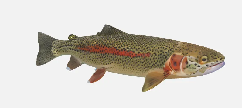 Rainbow trout by Zach The Creator MakerWorld: Download Free 3D Models