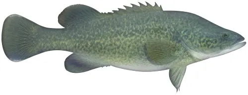 eastern cod - Free 3D Print Model - MakerWorld