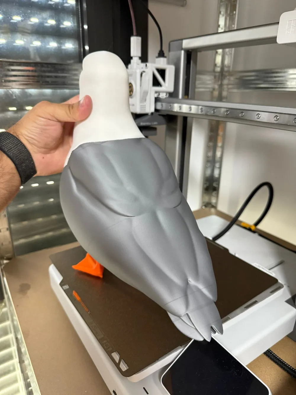 Realistic three-part seagull - Easy to print by jesusrop82 MakerWorld ...