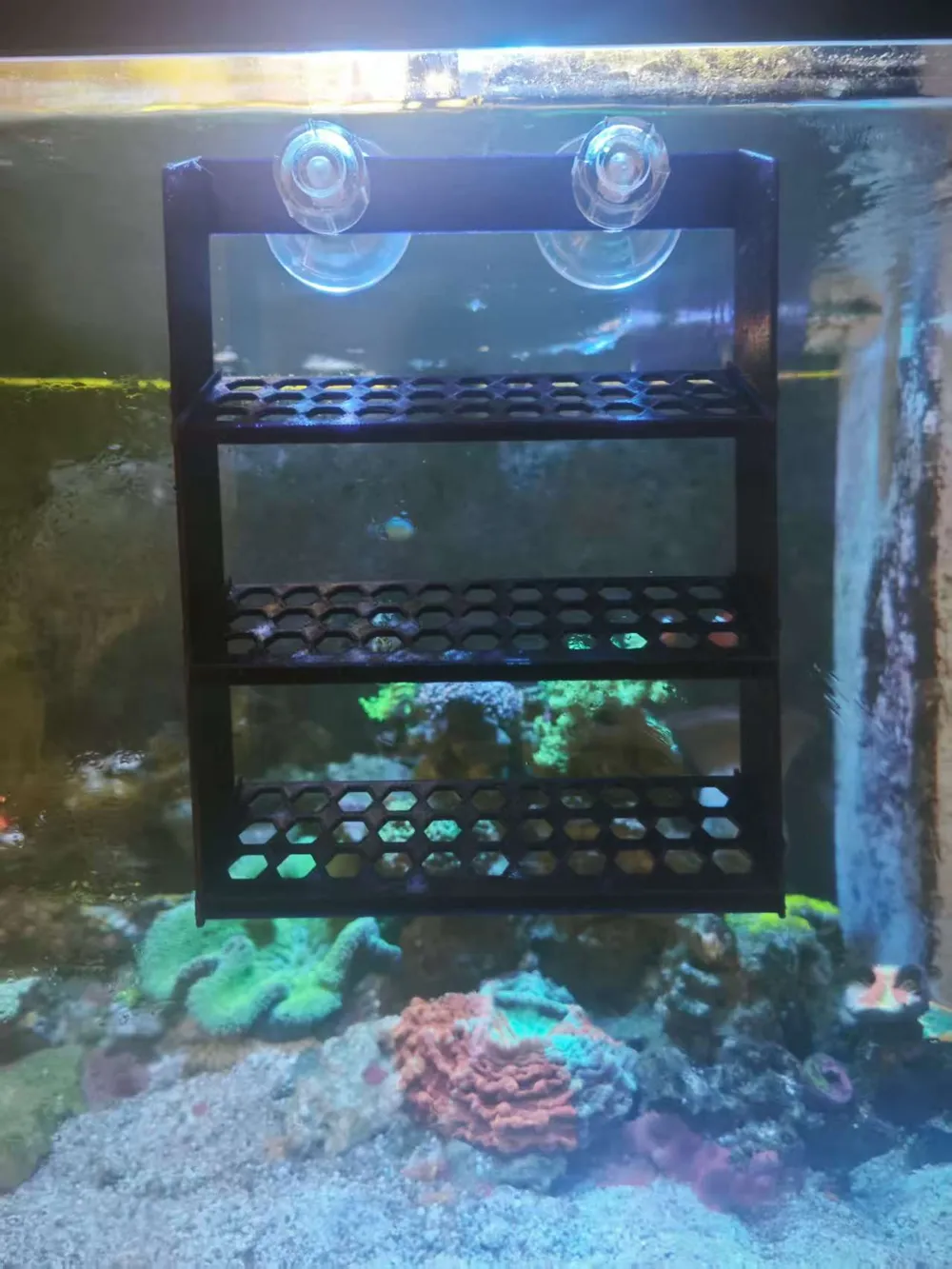 Coral Frag Rack, Compatible with 8.5mm T-shaped Supports by user ...