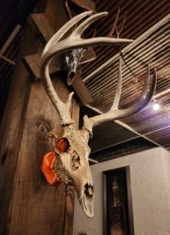 Mule Deer Skull - Real Antler Mount - Free 3D Print Model - MakerWorld