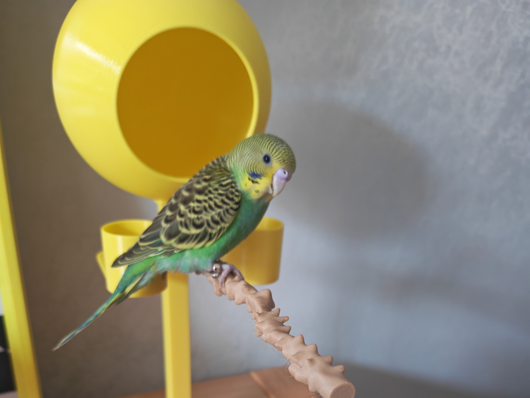 Parrot House Parrot Nest by 金宝国际 MakerWorld: Download Free 3D Models