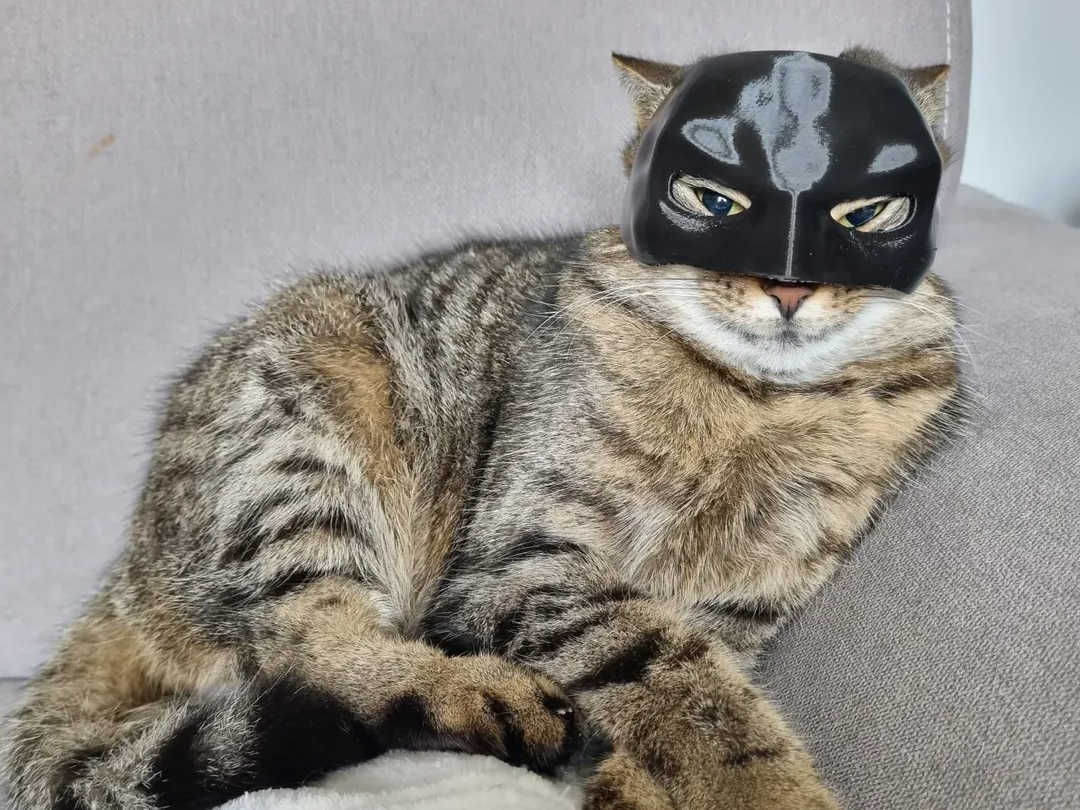 Cat and Dog Batman Mask by 观臻造物 MakerWorld: Download Free 3D Models