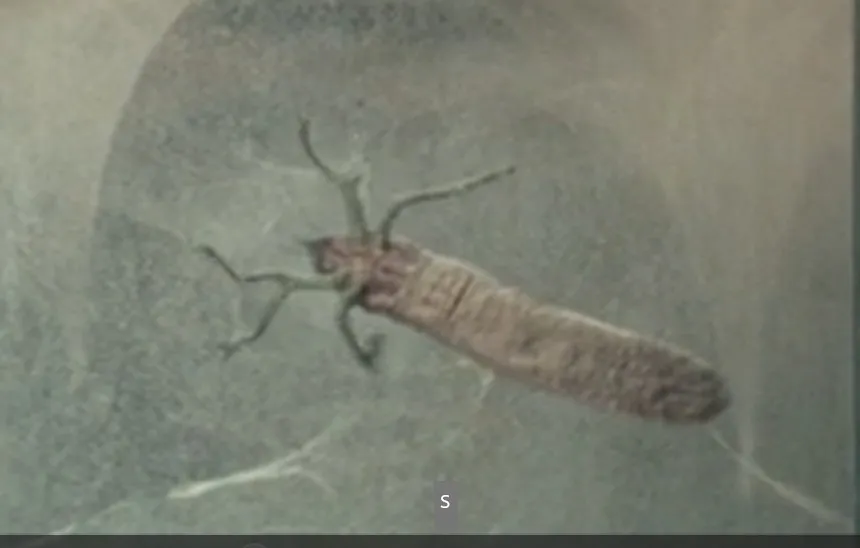 ALIEN TICK FROM ALIEN EARTH by Robertart MakerWorld: Download Free 3D ...