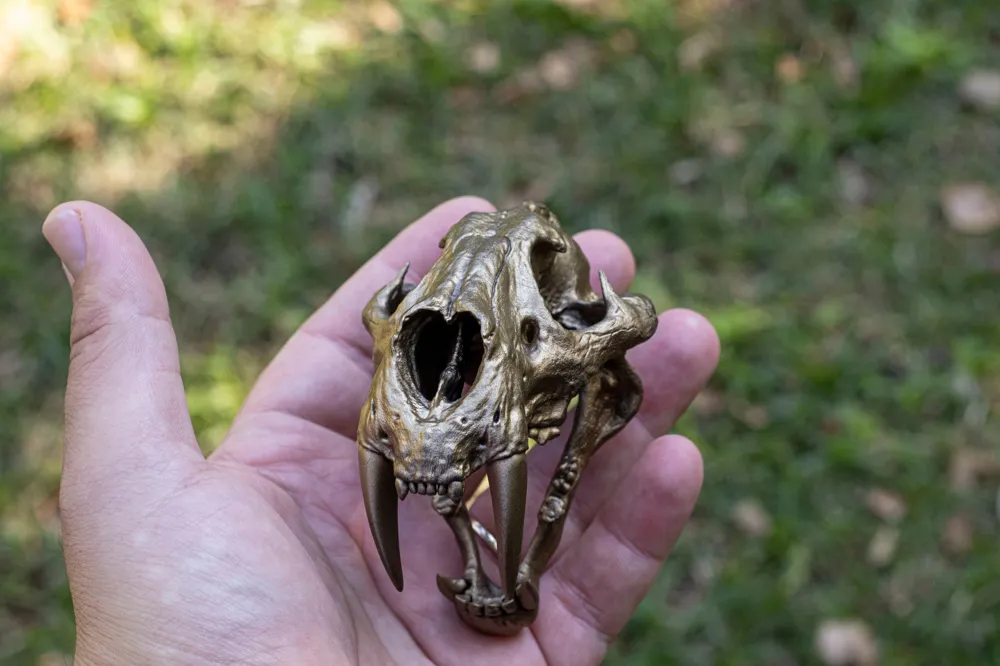 Sabertooth Skull by FoGo MakerWorld: Download Free 3D Models