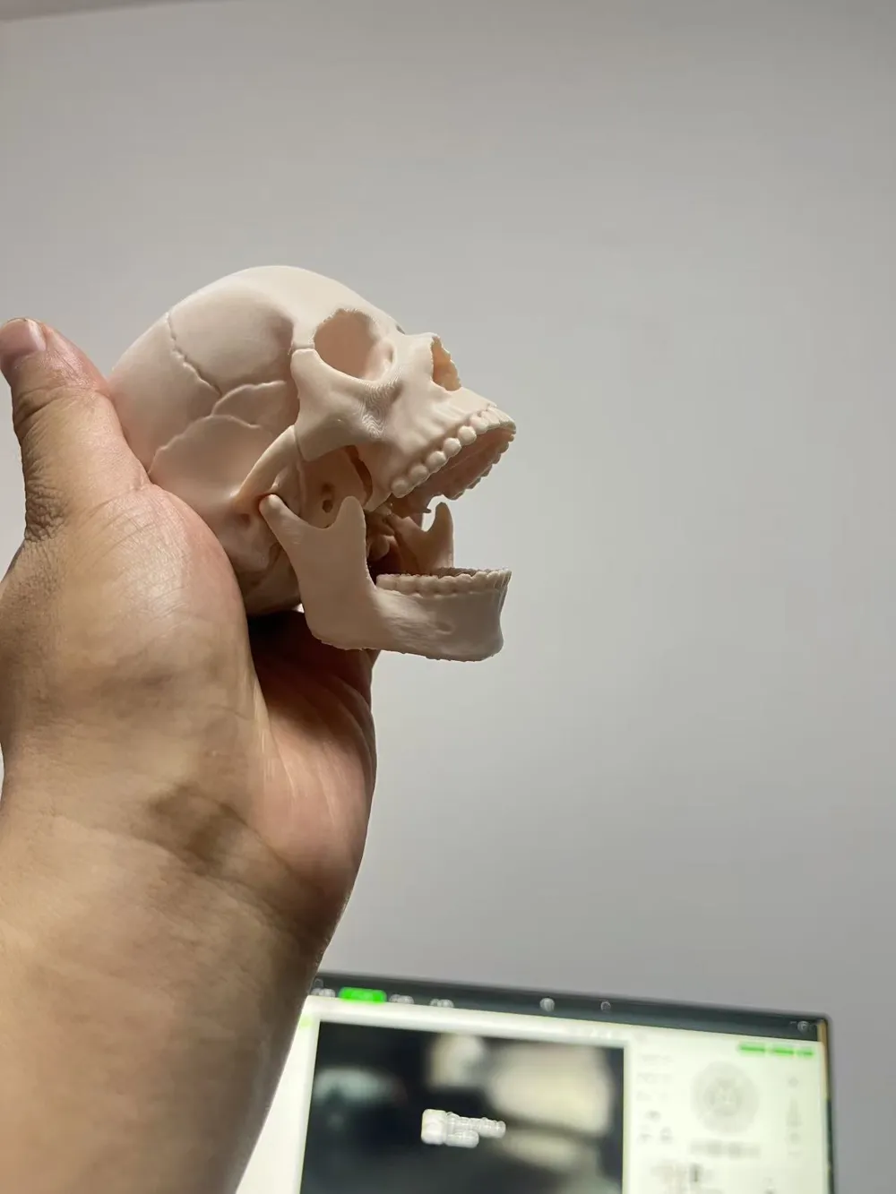 Skull with Movable Mandible - Easy Assembly by 风魔堂-FMT MakerWorld ...