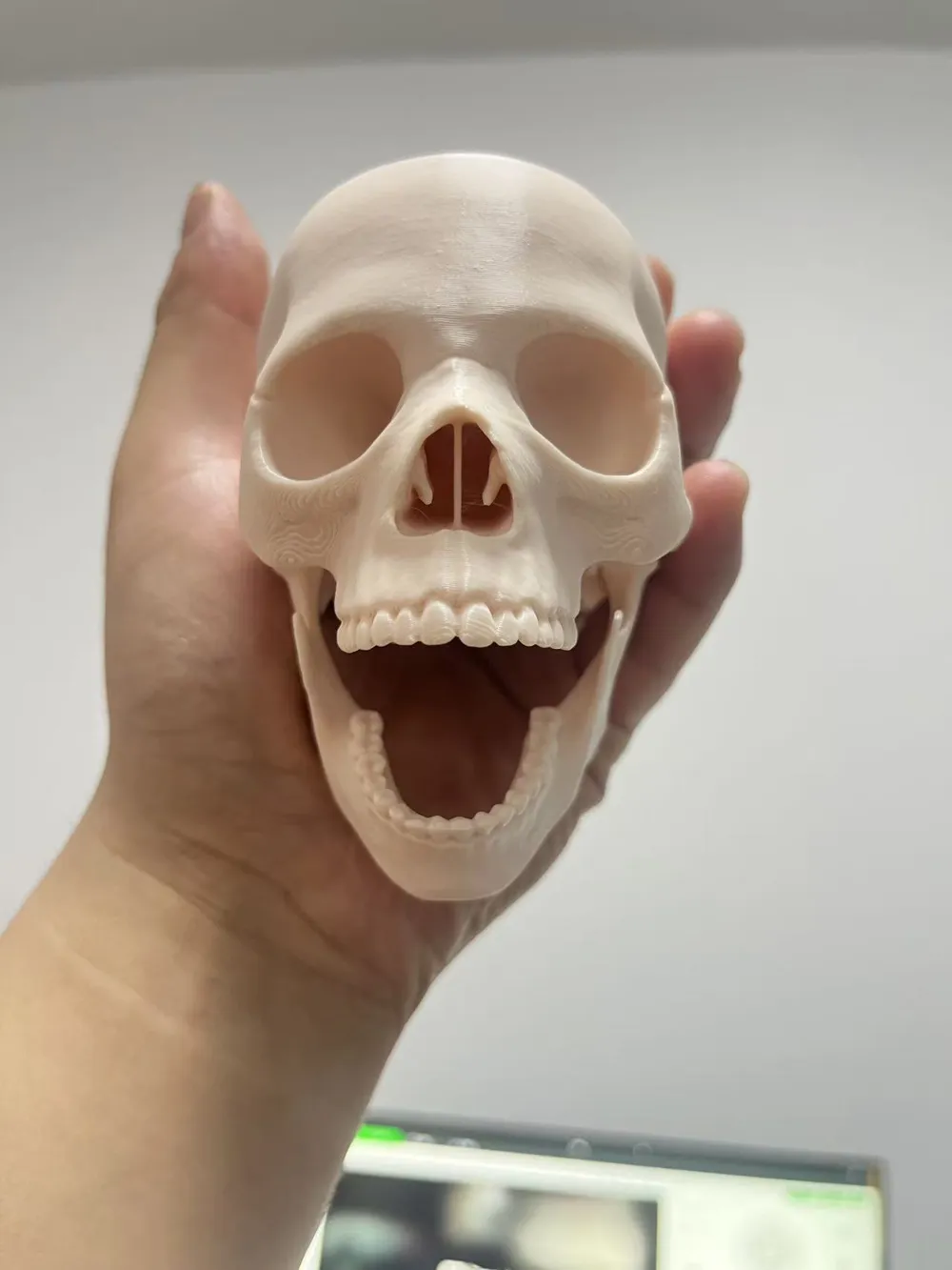 Skull with Movable Mandible - Easy Assembly by 风魔堂-FMT MakerWorld ...