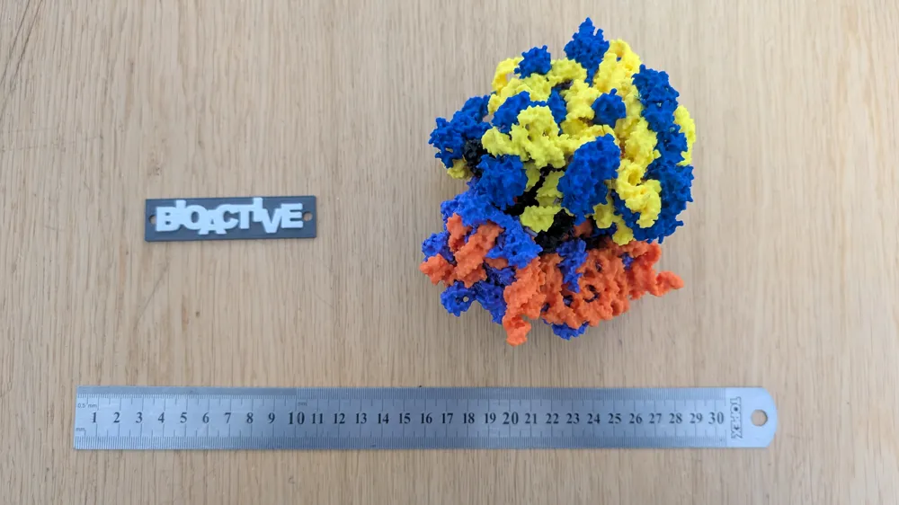 Bacterial 70S ribosome - Free 3D Print Model - MakerWorld