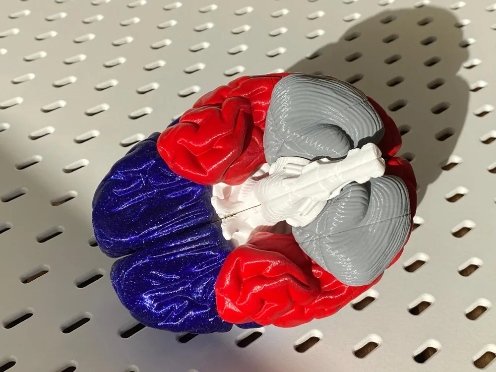 Brain - Free 3D Print Model - MakerWorld