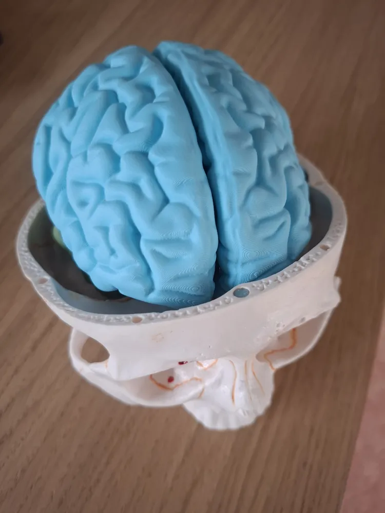 Brain - Free 3D Print Model - MakerWorld