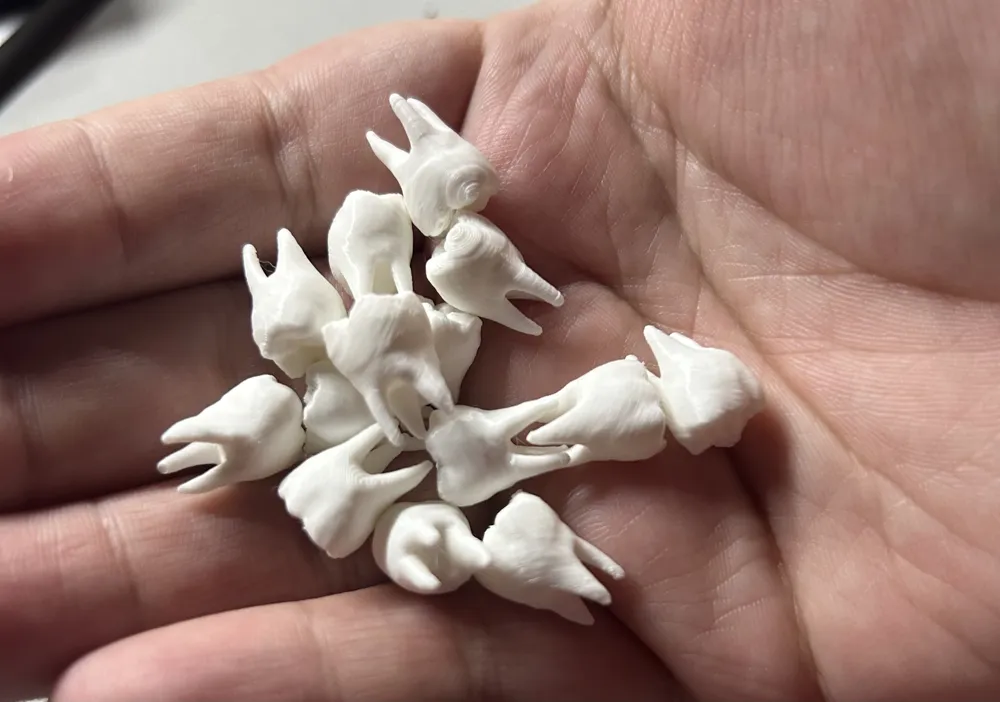 Realistic Tooth Molar - Free 3D Print Model - MakerWorld