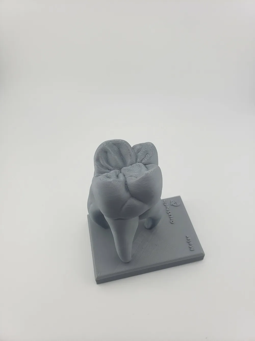 Anatomy of Moral Tooth - Free 3D Print Model - MakerWorld