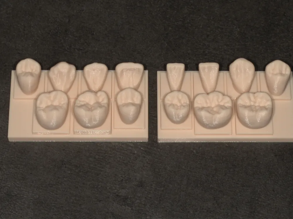 Upper Jaw Teeth (Display Model, Practice Model) - Free 3D Print Model ...