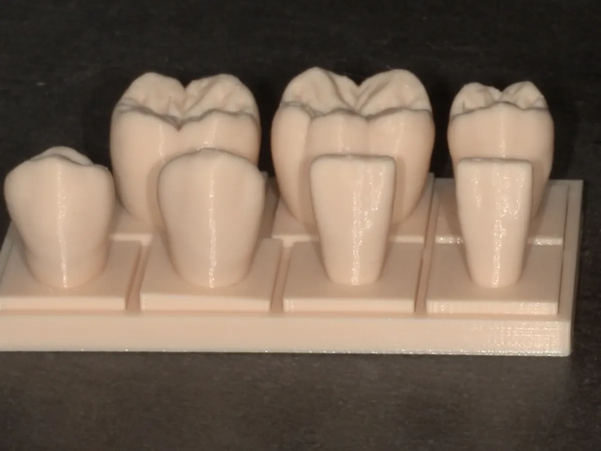 Mandibular Teeth (Display Model, Practice Model) by DentalTech88 ...