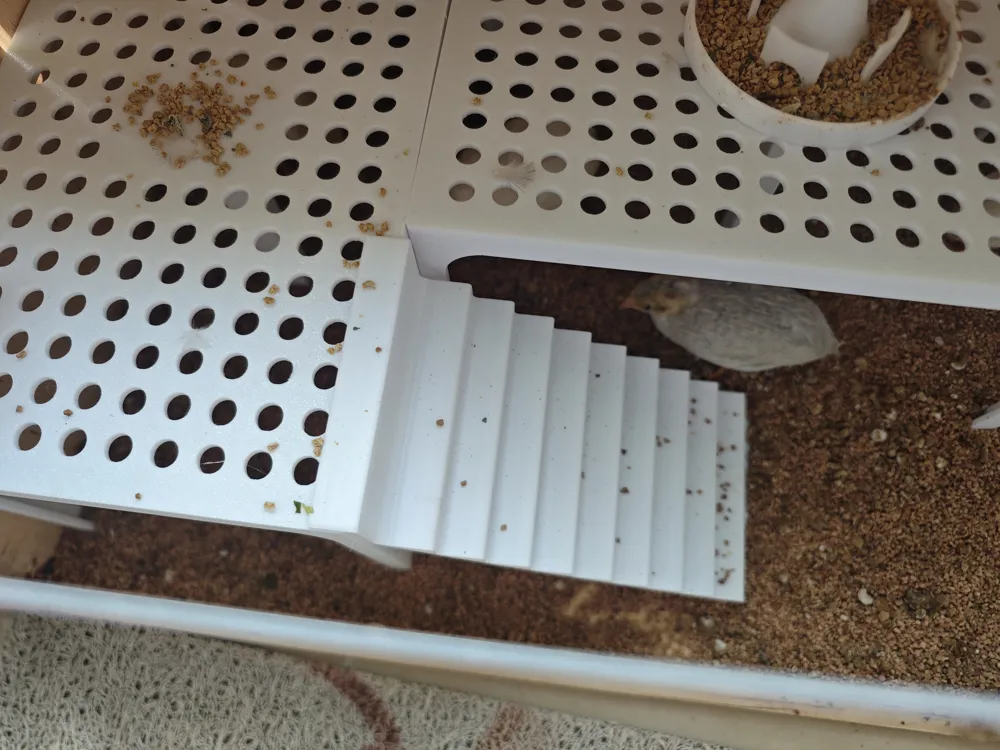 Multi-layer Activity Rack for Button Quail and Hamsters [Tiered/Storage ...