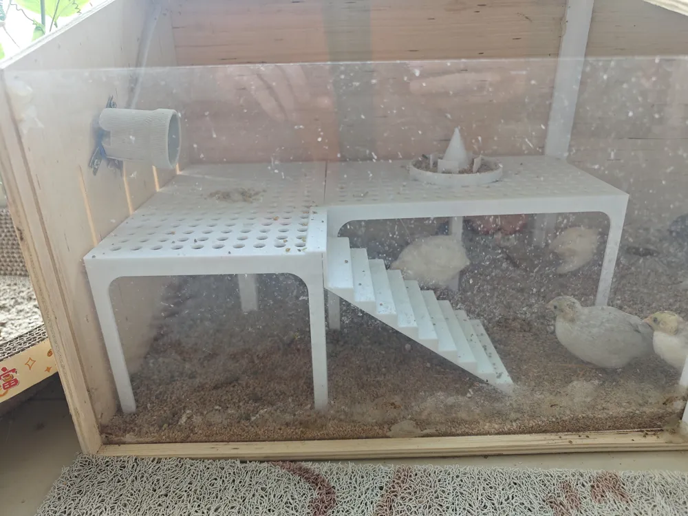 Multi-layer Activity Rack for Button Quail and Hamsters [Tiered/Storage ...