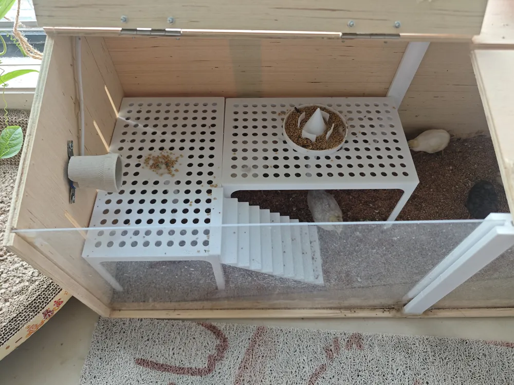 Multi-layer Activity Rack for Button Quail and Hamsters [Tiered/Storage ...