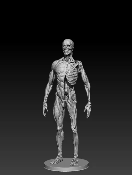 Silent Anatomy – Human Muscle Figure - Free 3D Print Model - MakerWorld