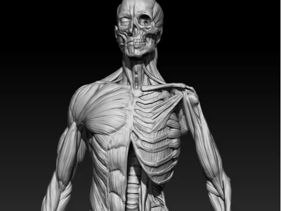 Silent Anatomy – Human Muscle Figure - Free 3D Print Model - MakerWorld