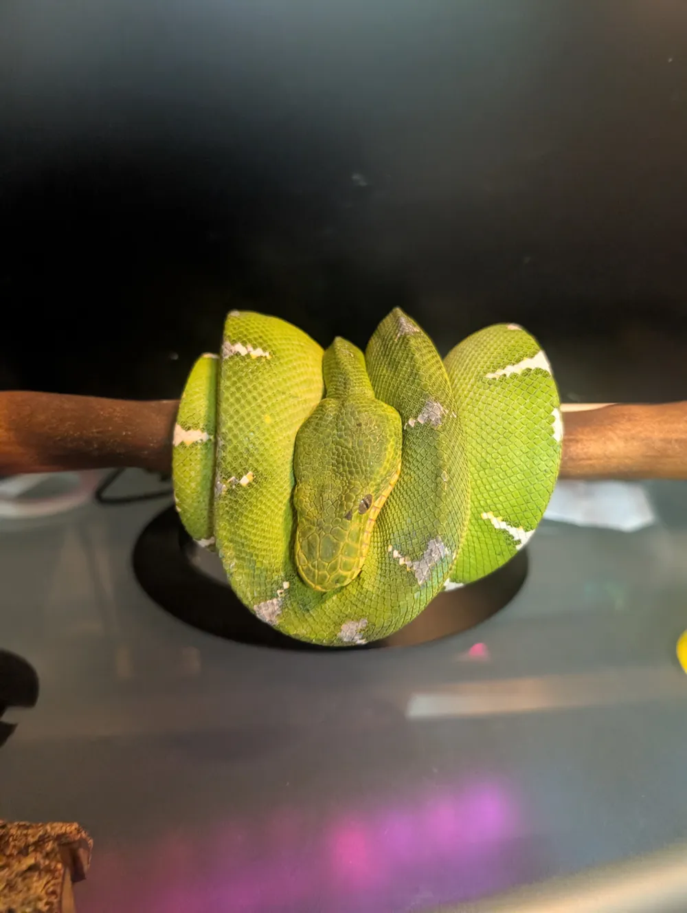 Arboreal Desktop Perch Holder - Free 3D Print Model - MakerWorld