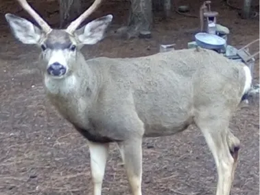 WASHINGTON STATE MULE DEER (WORT EYE) - Free 3D Print Model - MakerWorld